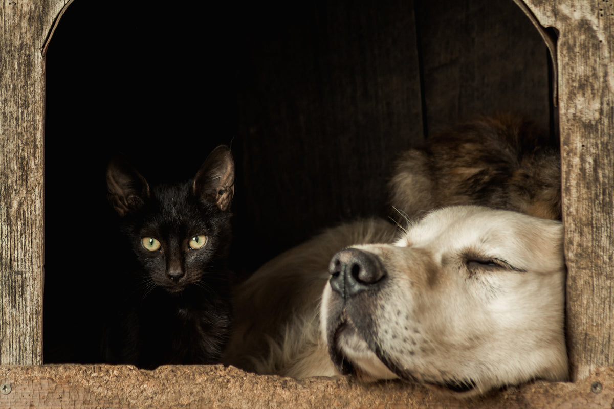 Understanding Pet Stress: Causes, Effects & Natural Support – Animal ...