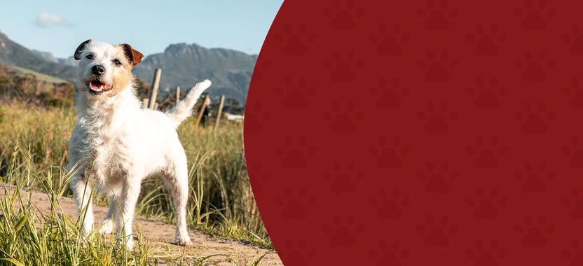 Heart & Cardiovascular Support for Dogs & Cats | Animal Essentials
